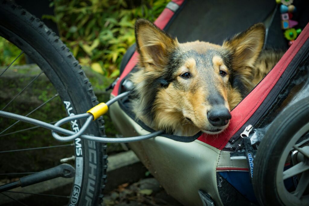 Pack Your Bags & Leash Up: 10 Unmissable Travel Tips for Pet Owners!